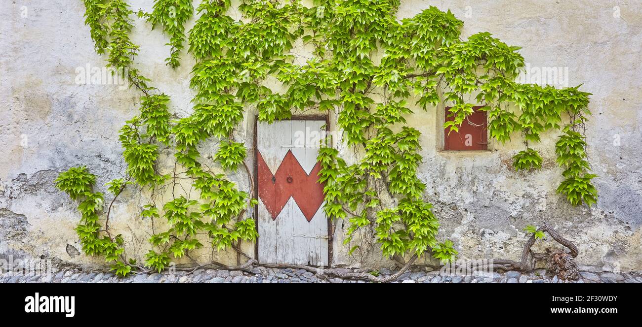 Old castle facade overgrown with vine leaves, in South Tyrol, Italy ...