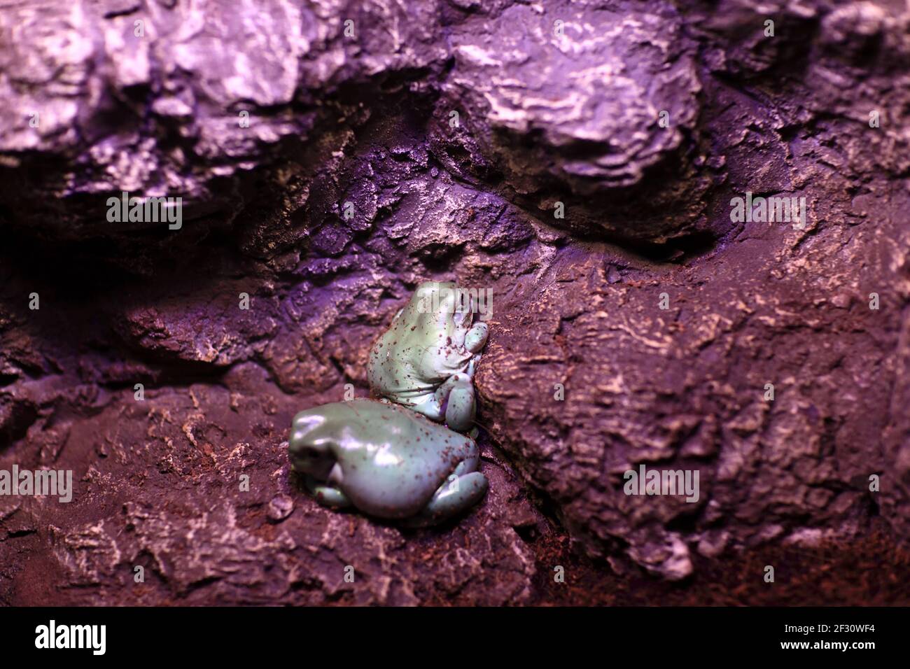 The toad on a stone at the terrarium Stock Photo - Alamy