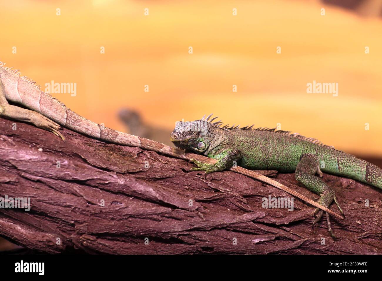 Chinese water dragon on branch tree at terrarium Stock Photo - Alamy