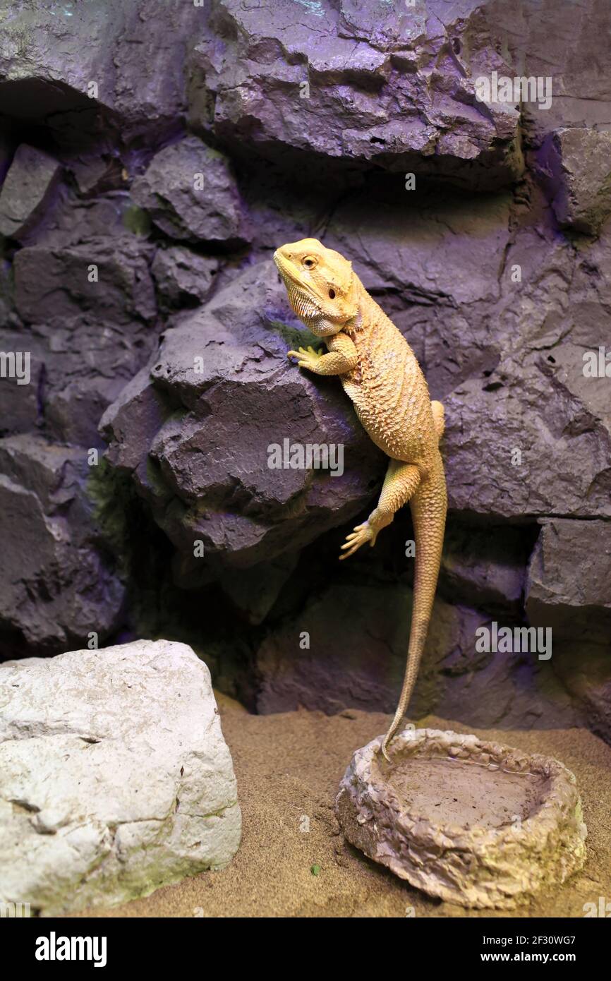 Lizard crawling on a rock at terrarium Stock Photo - Alamy