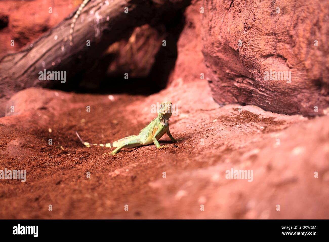 The lizard on red sand at terrarium Stock Photo - Alamy