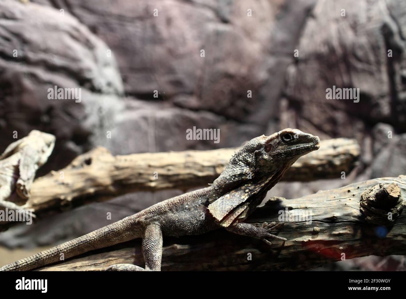 Frill-necked lizard on a tree at terrarium Stock Photo - Alamy