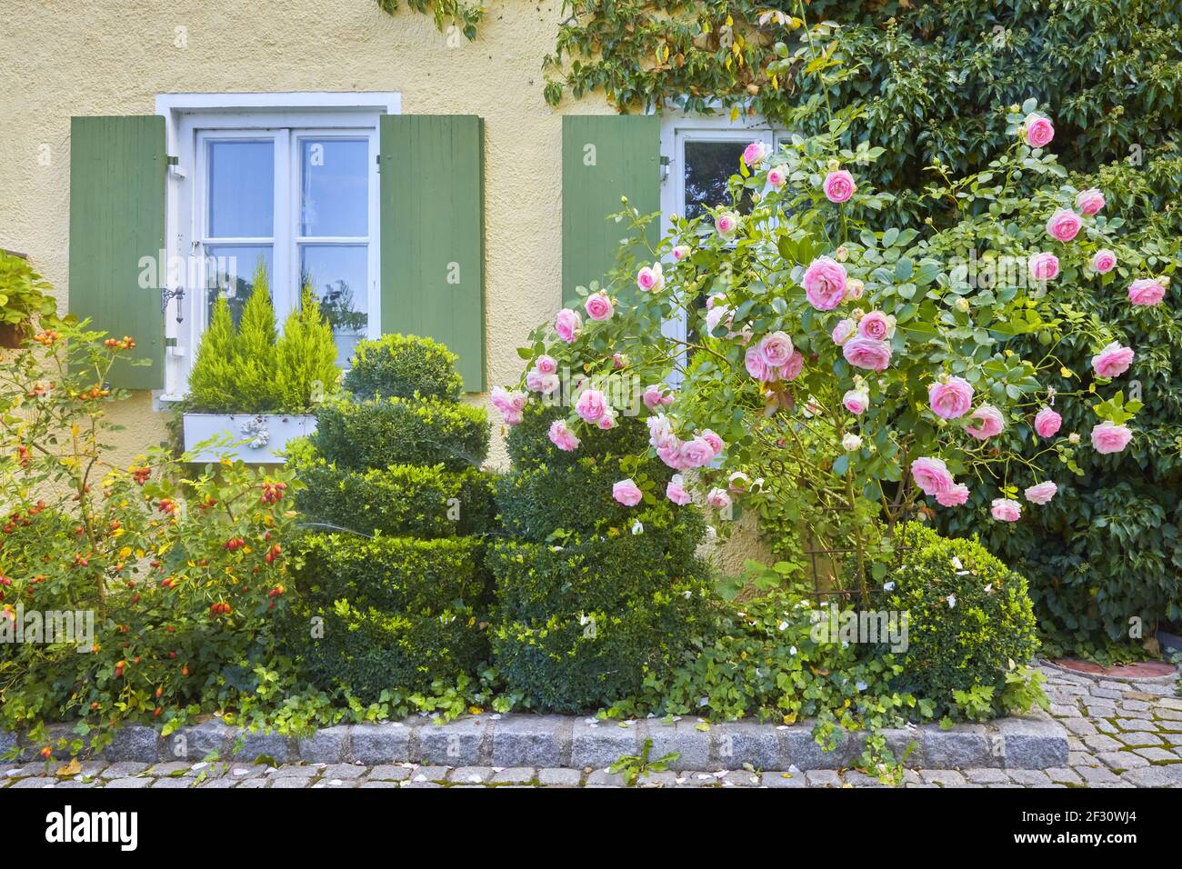 Climbing rose wall hi-res stock photography and images - Alamy