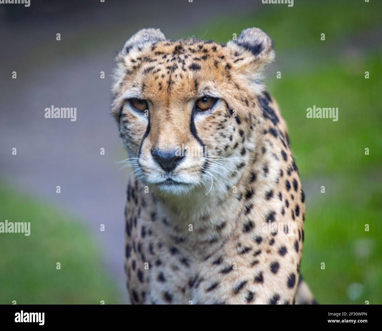 A headshot foto of a cheetah Stock Photo - Alamy
