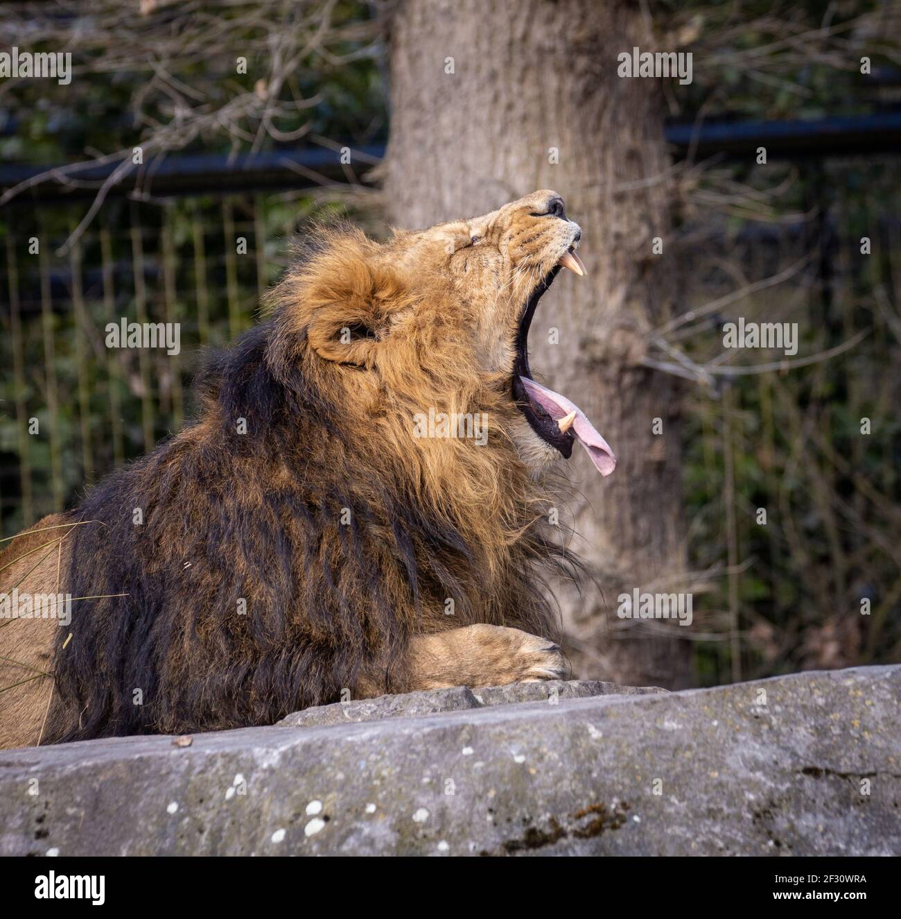 A lion showing its teeth Stock Photo - Alamy