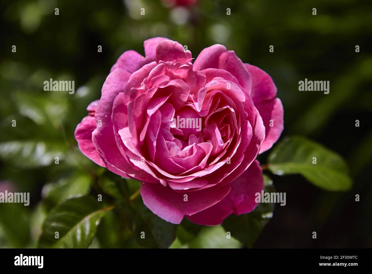 Beautiful perfect hi-res stock photography and images - Alamy