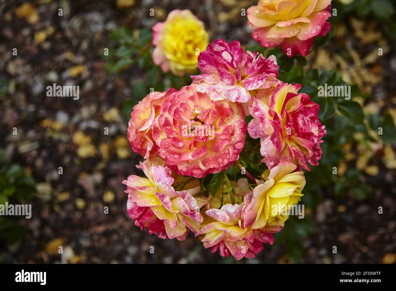Beautiful colorful roses hi-res stock photography and images - Alamy