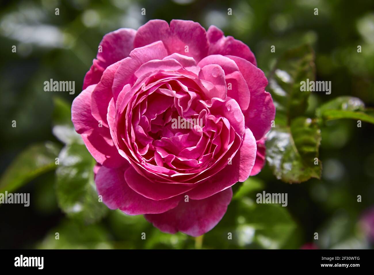 Beautiful perfect pink rose in close-up Stock Photo - Alamy