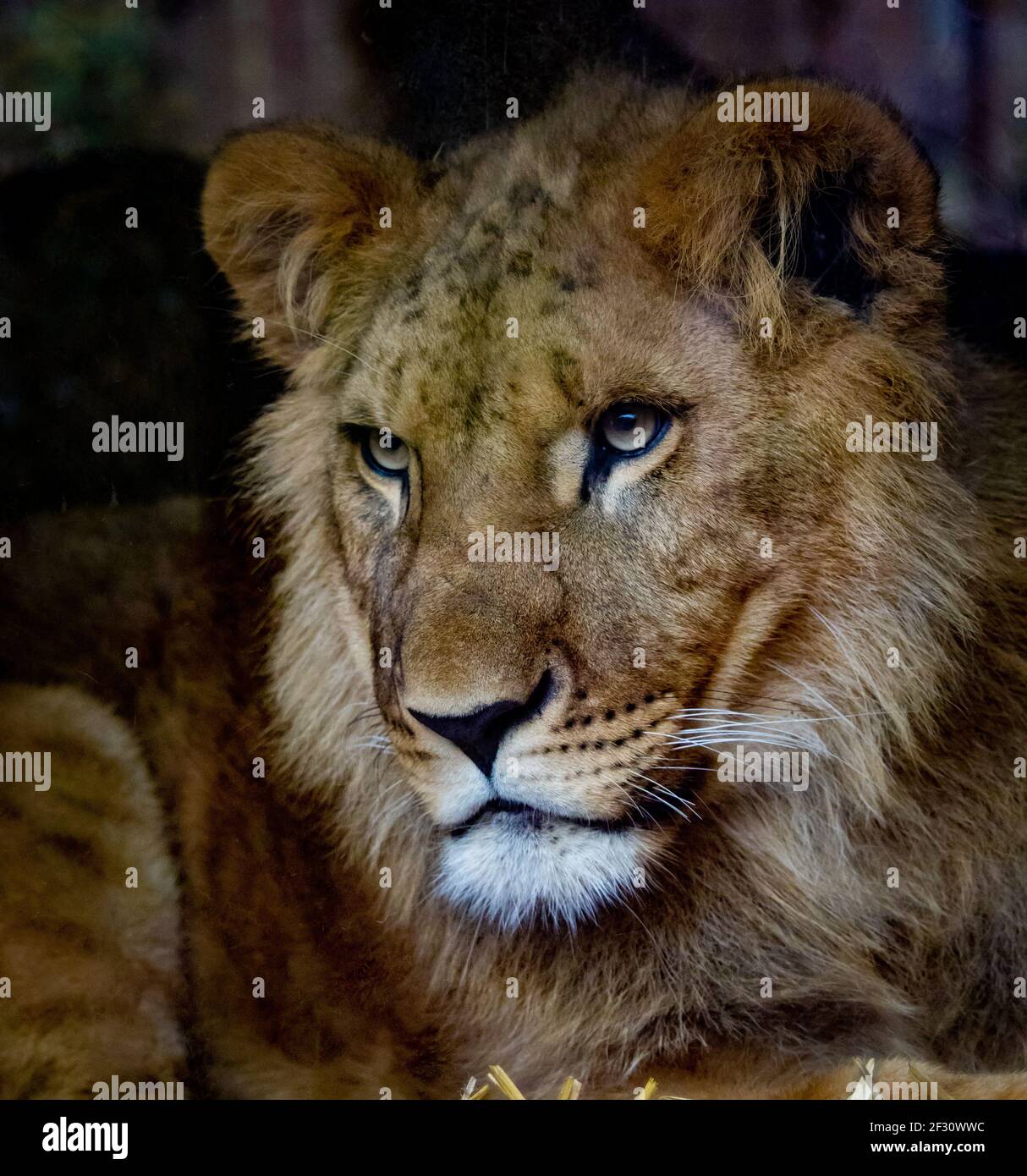 Portrait of a male lion hi-res stock photography and images - Alamy
