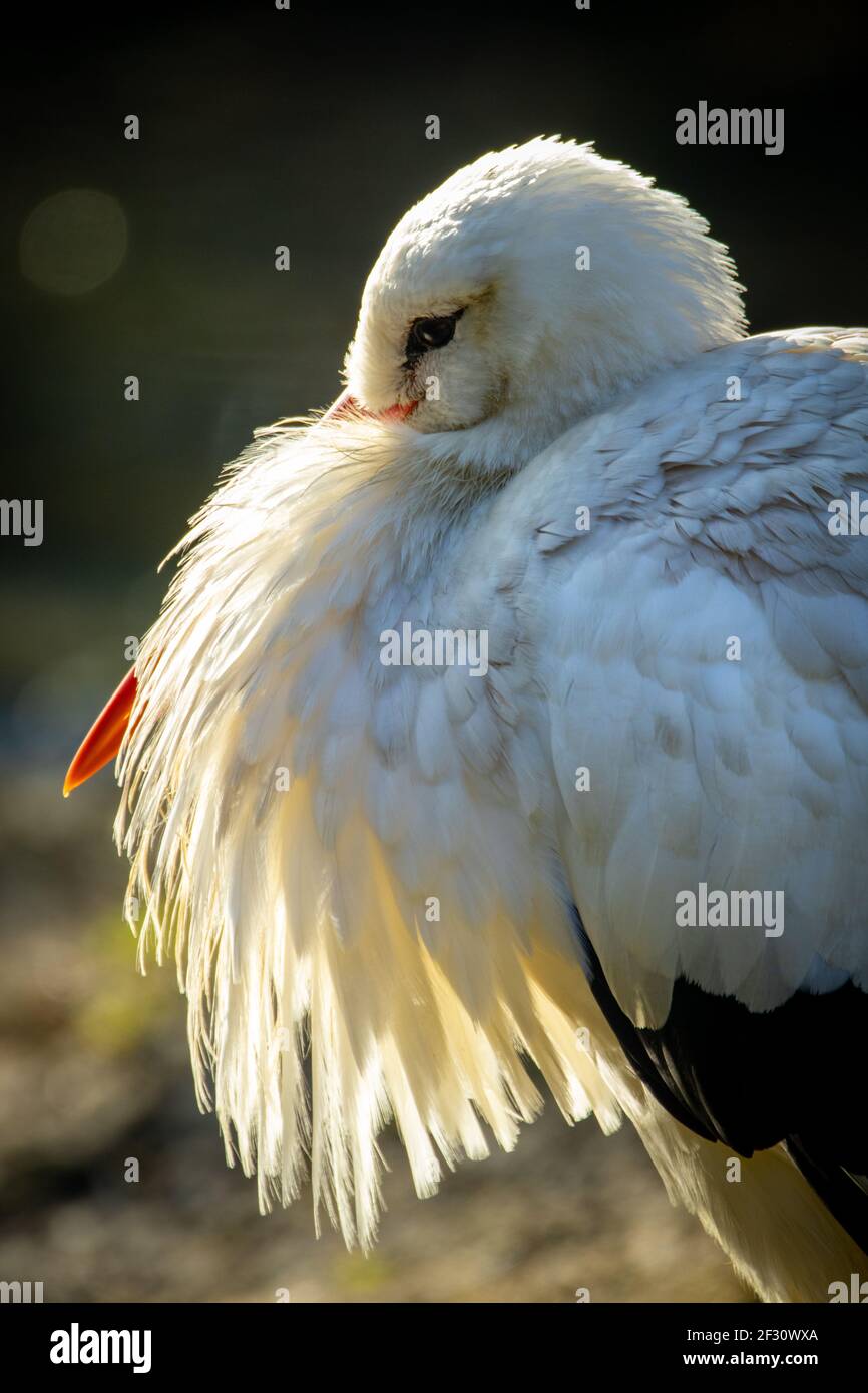 White stork with prey hi-res stock photography and images - Alamy