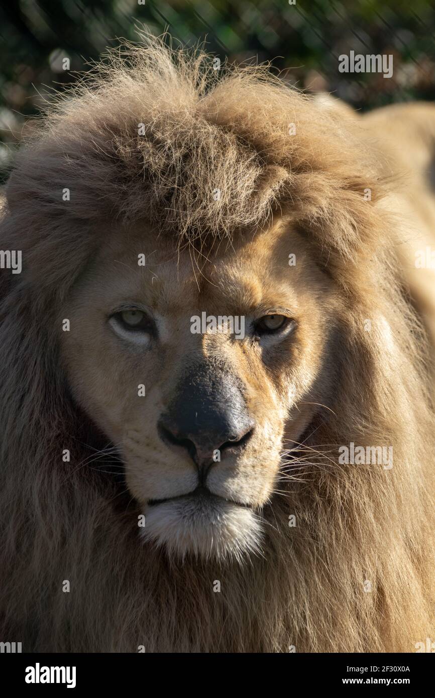 Lions head and mane in profile hi-res stock photography and images - Alamy