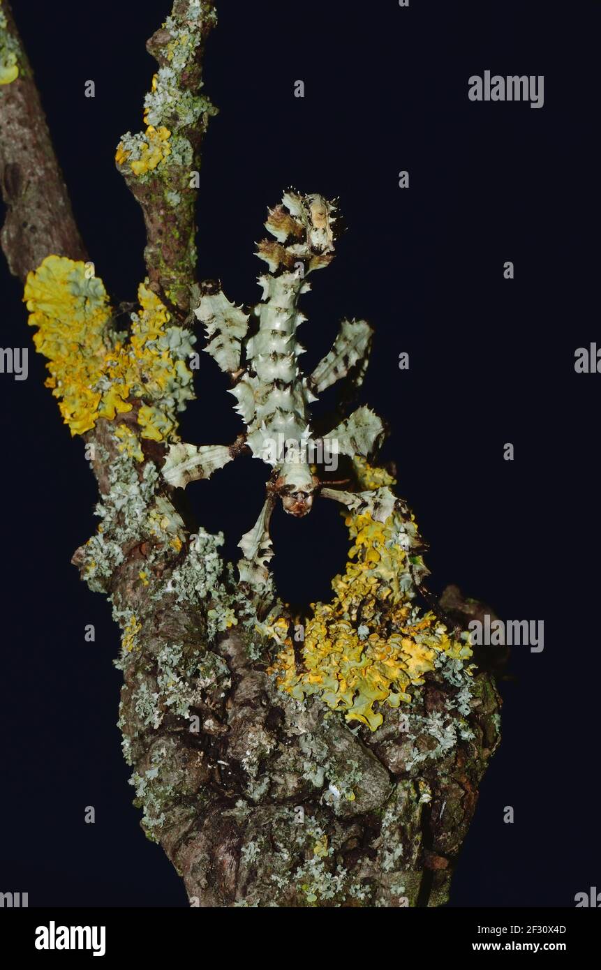 Extatosoma tiaratum "lichen", Australian walking stick, giant prickly ...