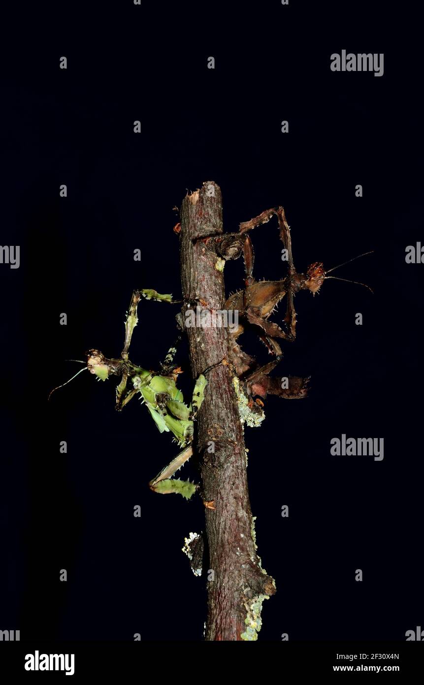 Extatosoma tiaratum "lichen", Australian walking stick, giant prickly ...