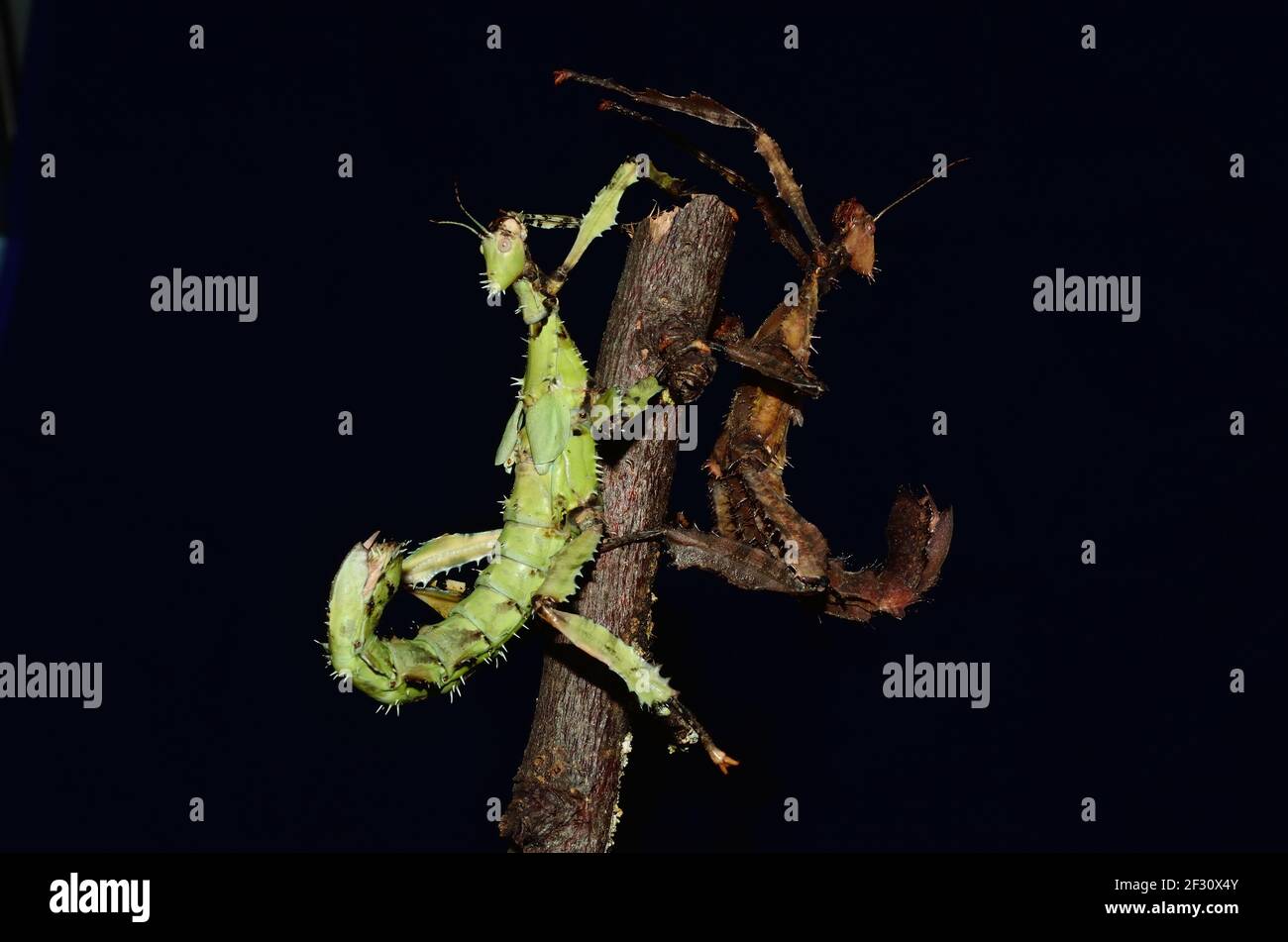 Extatosoma tiaratum "lichen", Australian walking stick, giant prickly ...