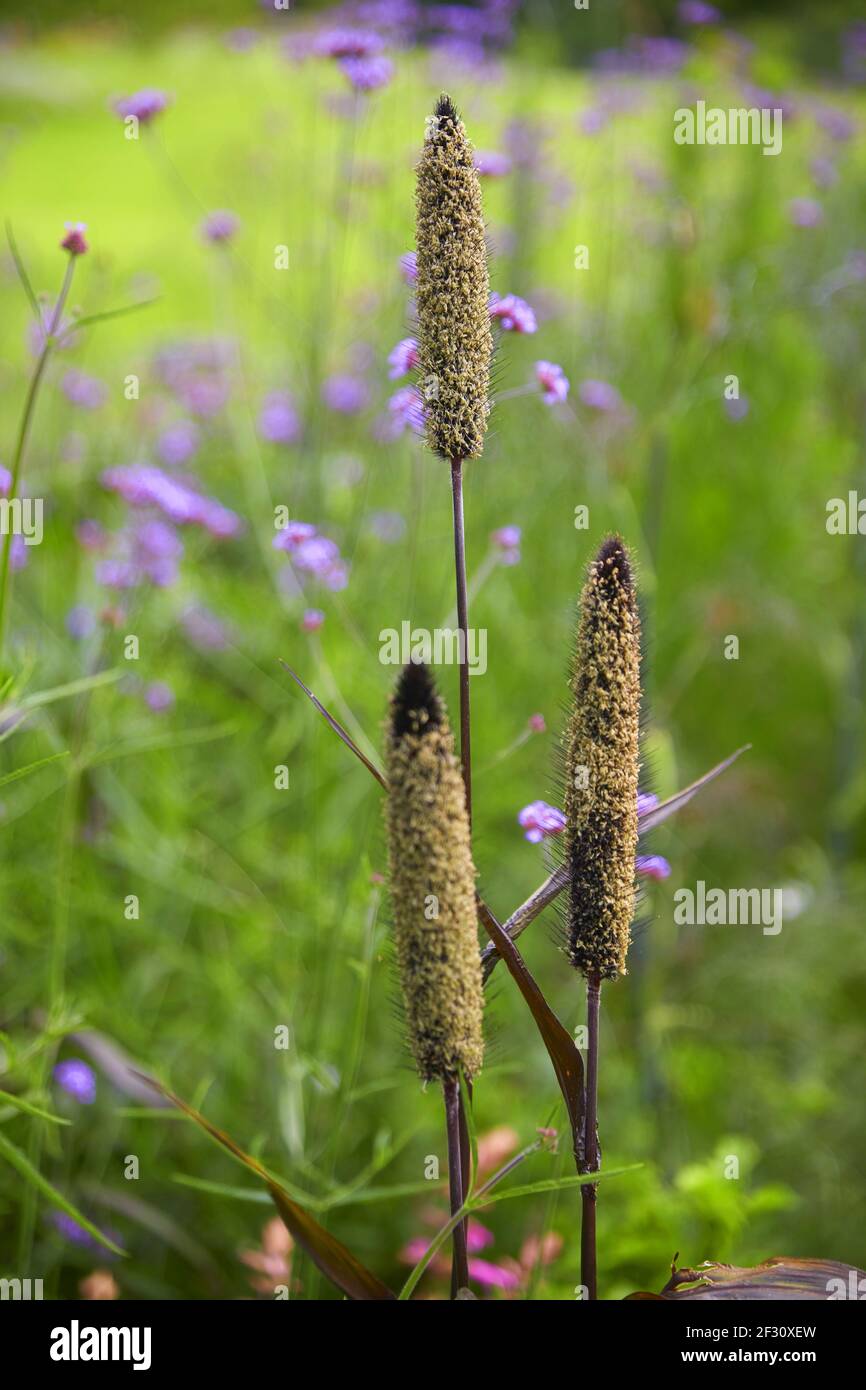 Nice and close hi-res stock photography and images - Alamy