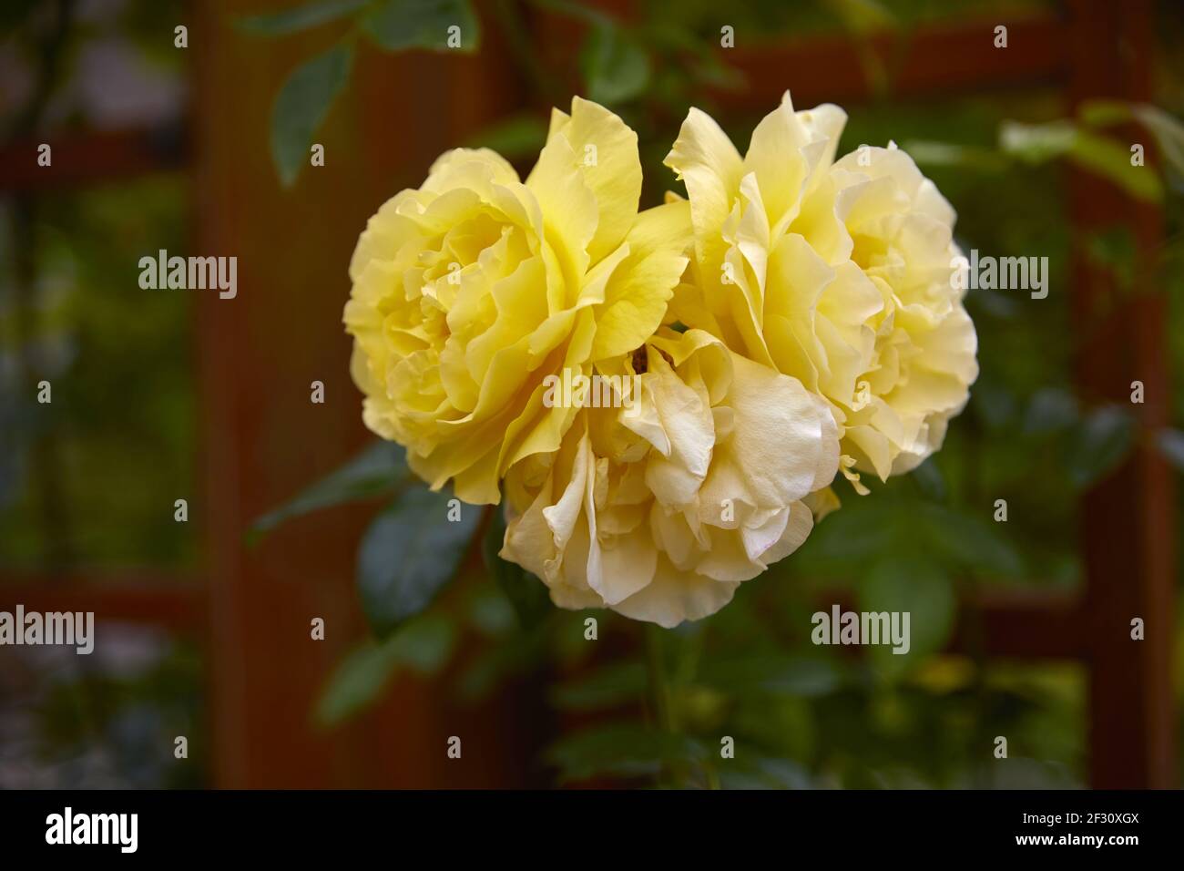 Perfect yellow flowers hi-res stock photography and images - Alamy