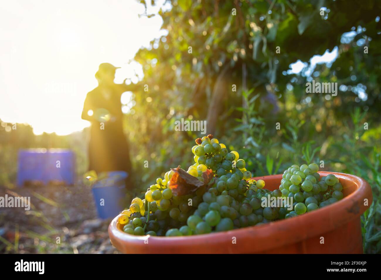 Picking grapes sunset hi-res stock photography and images - Alamy