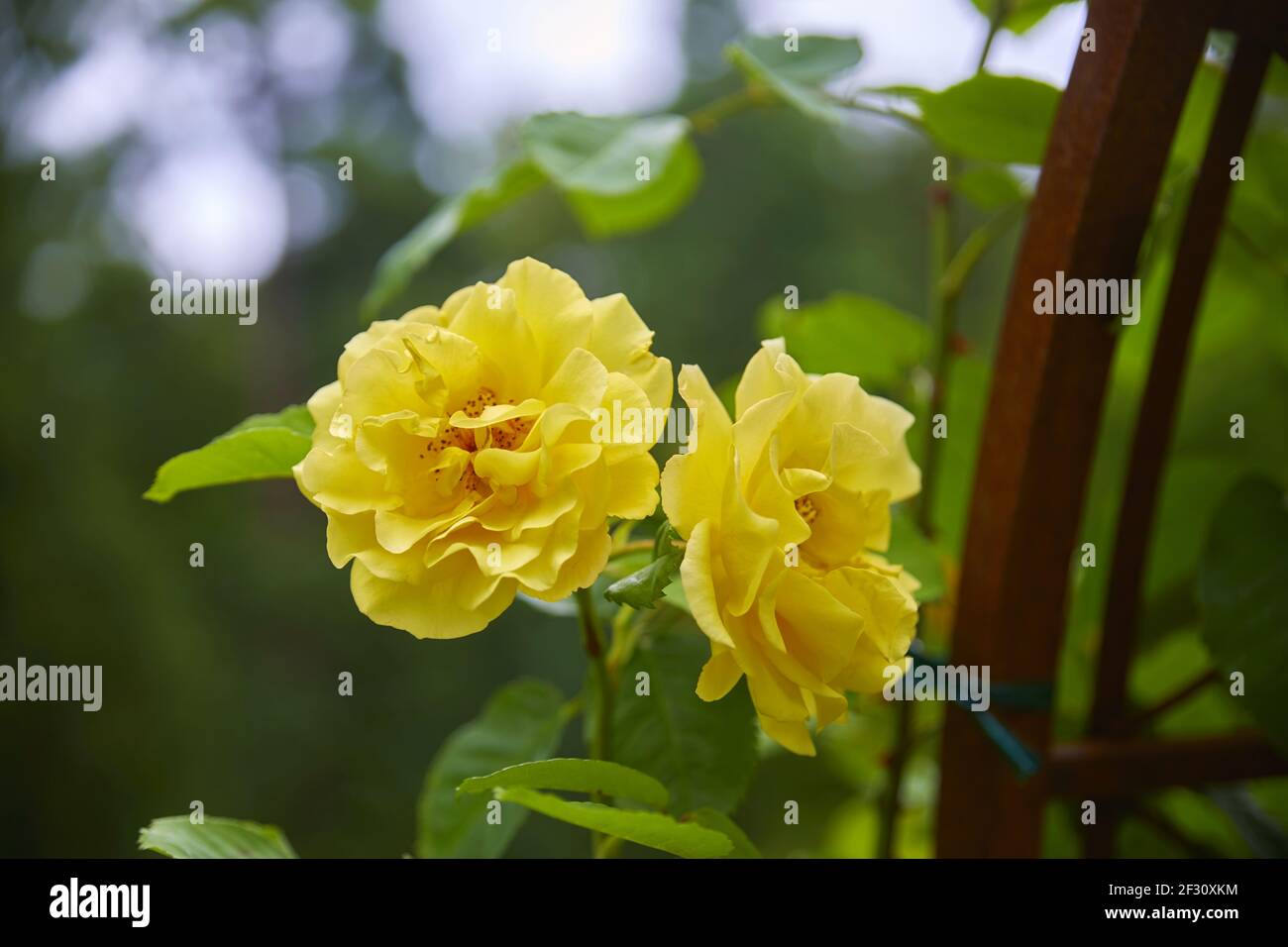 Beautiful perfect yellow roses, close-up Stock Photo - Alamy