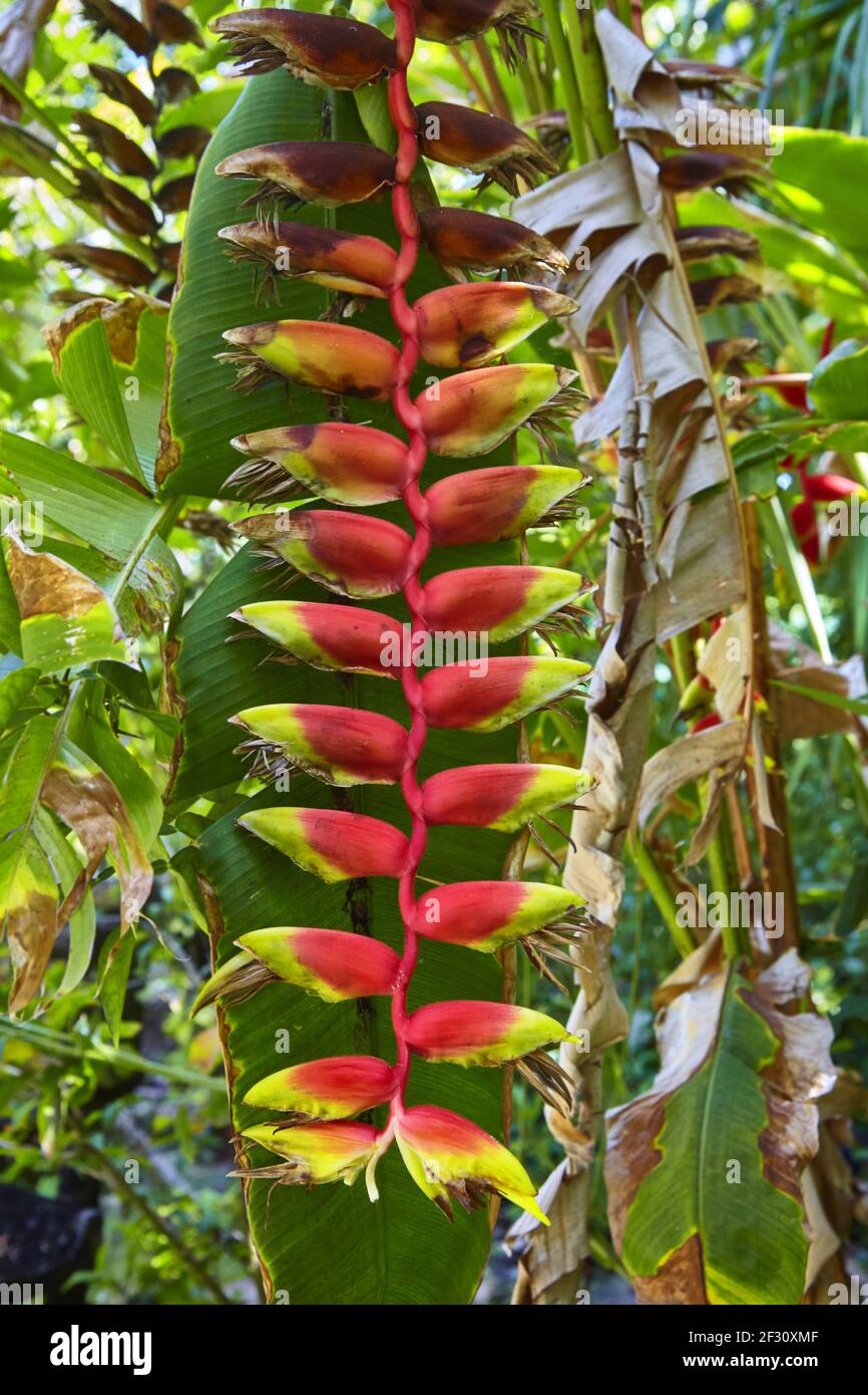 Heliconia rostrata hi-res stock photography and images - Alamy