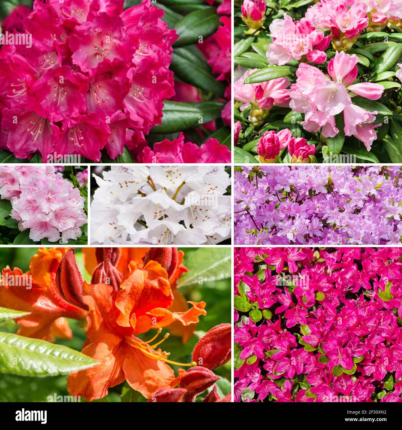 Rhododendron and Azalea flowers collage Stock Photo - Alamy