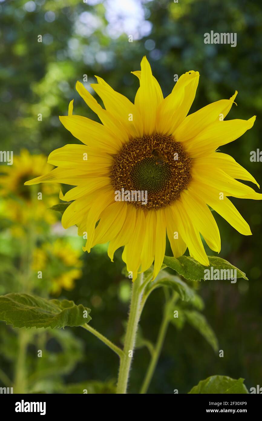 Close sunflower hi-res stock photography and images - Alamy