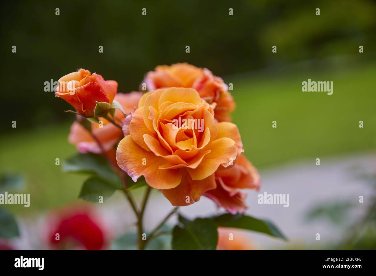 Apricot close up rose bloom hi-res stock photography and images - Alamy