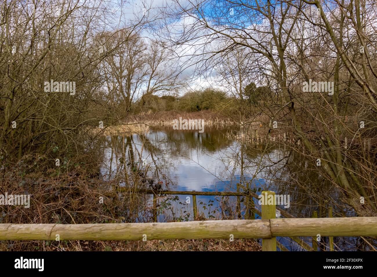 Reeds Growing on a Lake Near a Footbridge in a Forest in Winter ...