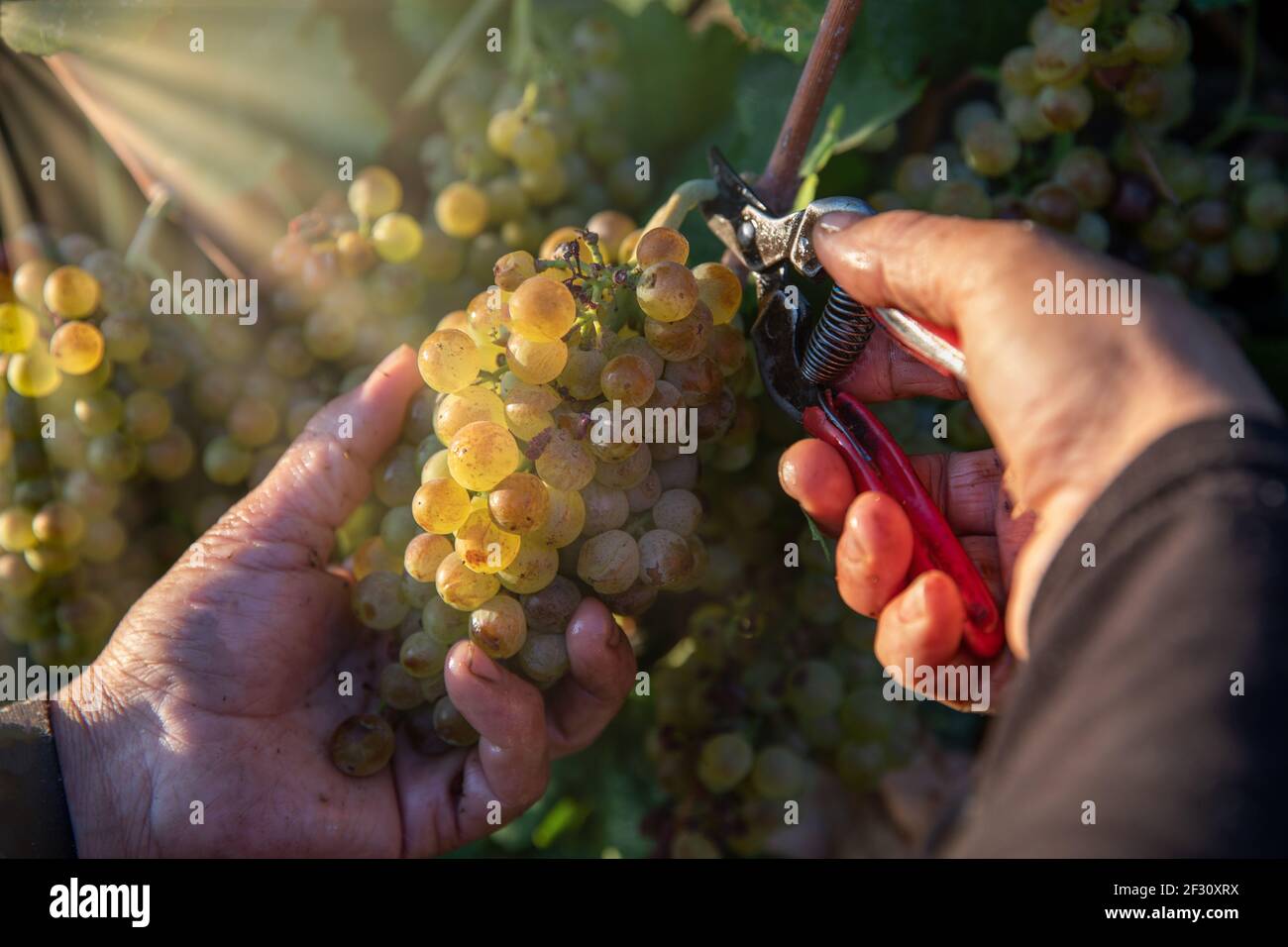 Picking grapes sunset hi-res stock photography and images - Alamy