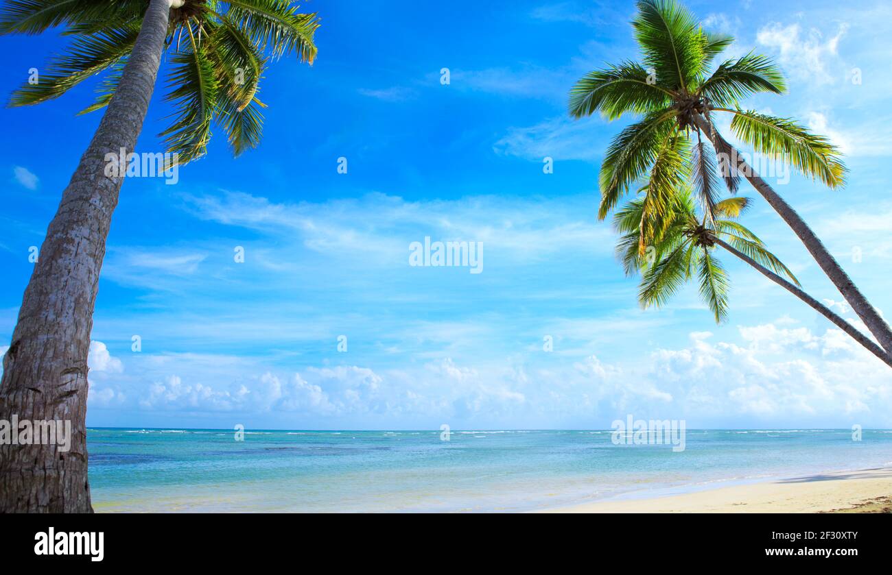 Palm trees on white tropical beach Stock Photo - Alamy