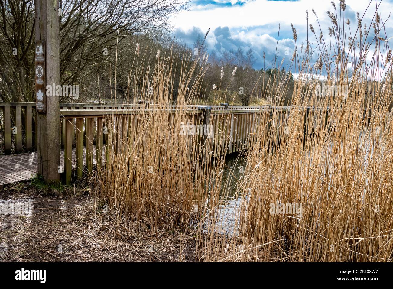 Reeds Growing on a Lake Near a Footbridge in a Forest in Winter ...