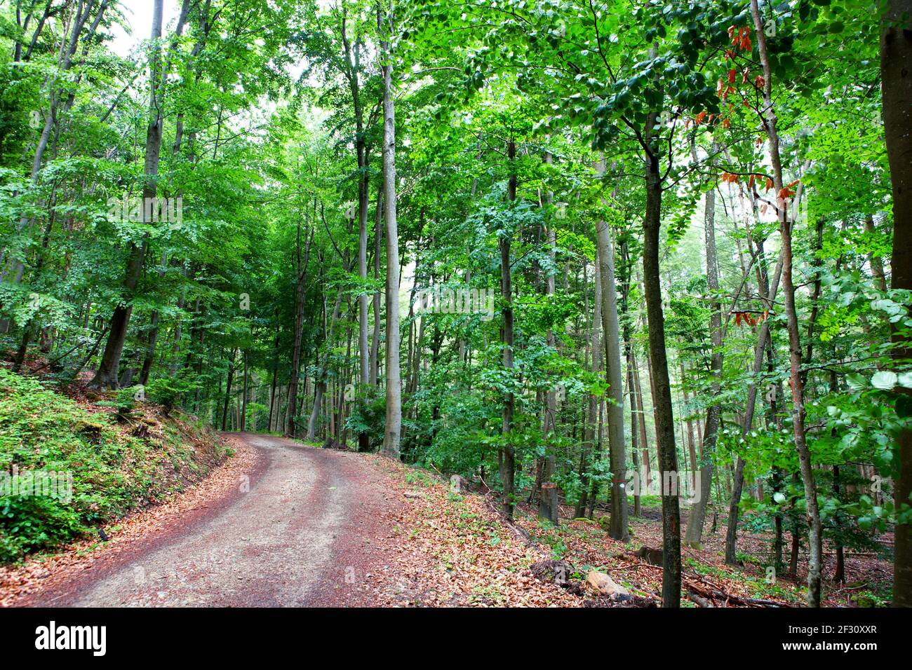 Spring forest with trees and path Stock Photo - Alamy