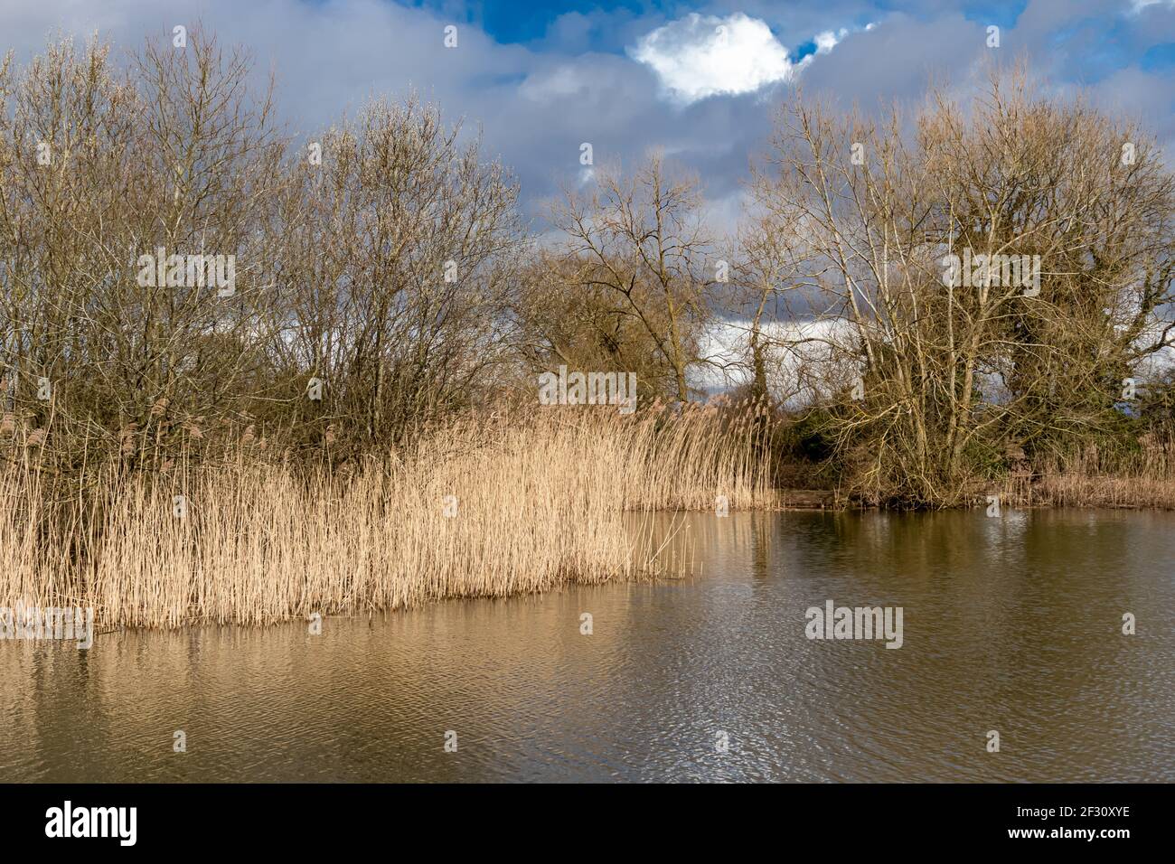 Reeds Growing on a Lake Near a Footbridge in a Forest in Winter ...