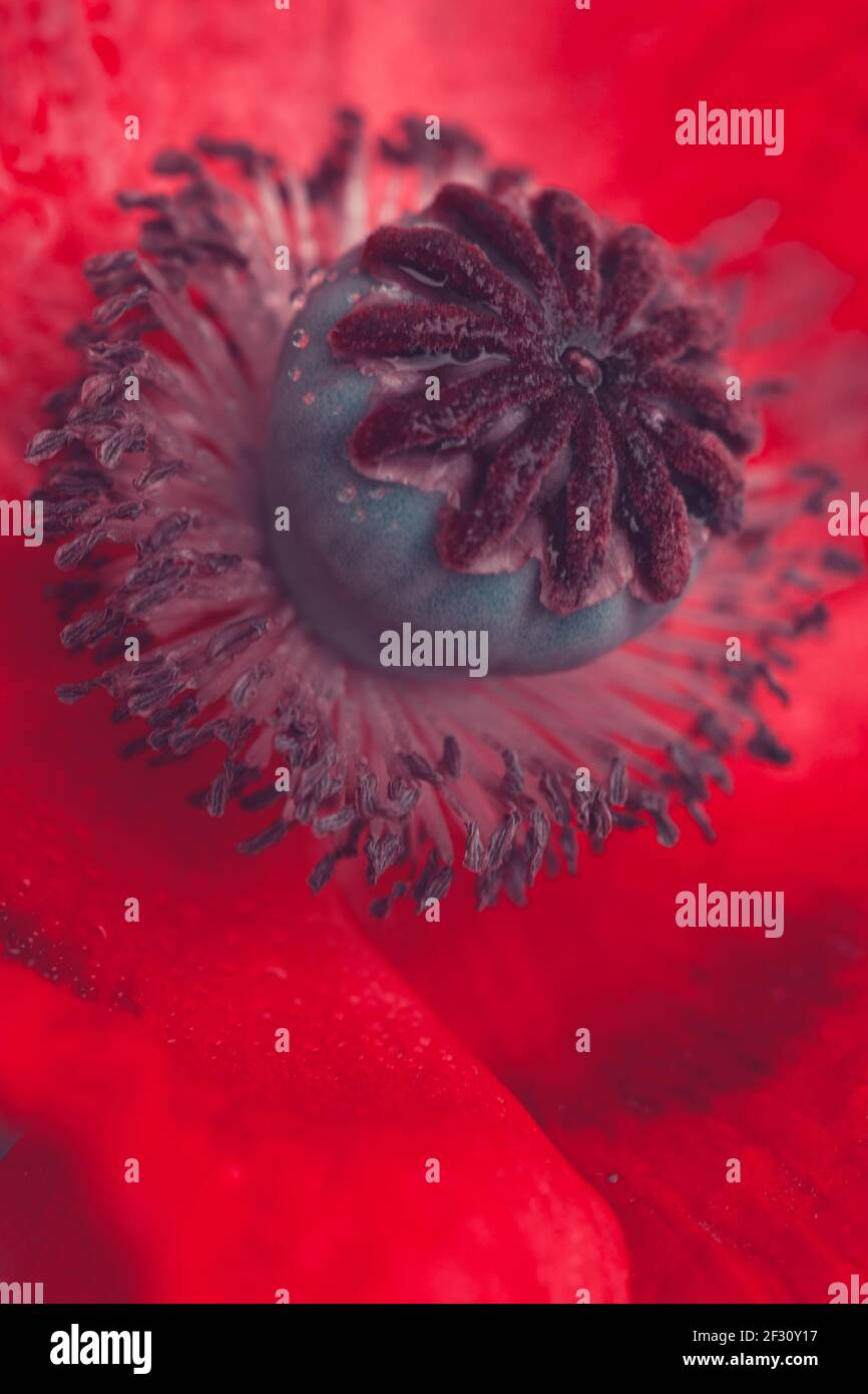 Large poppy hi-res stock photography and images - Alamy