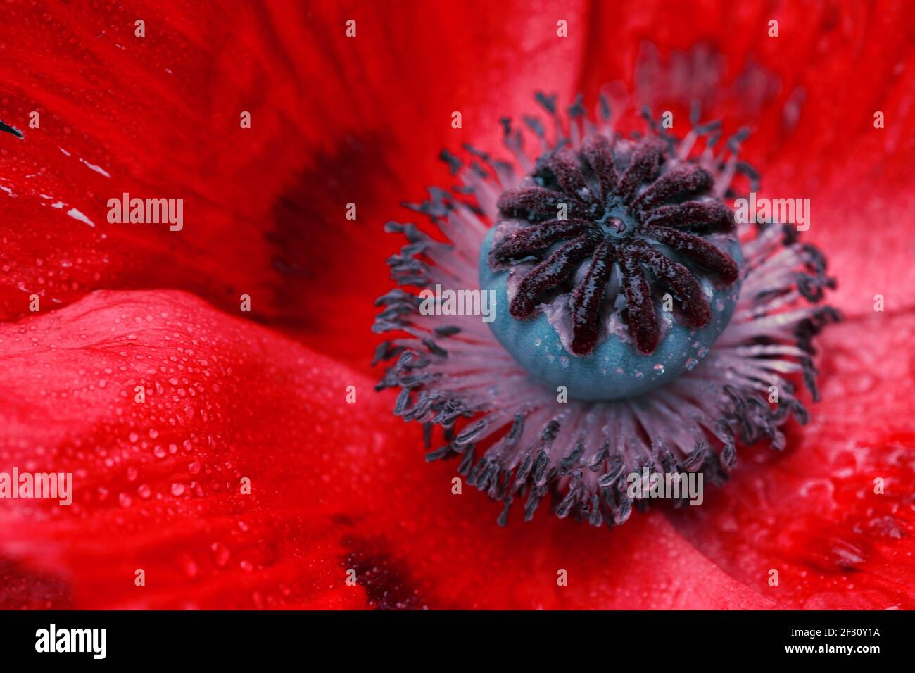 Close up shot spring flower hi-res stock photography and images - Alamy