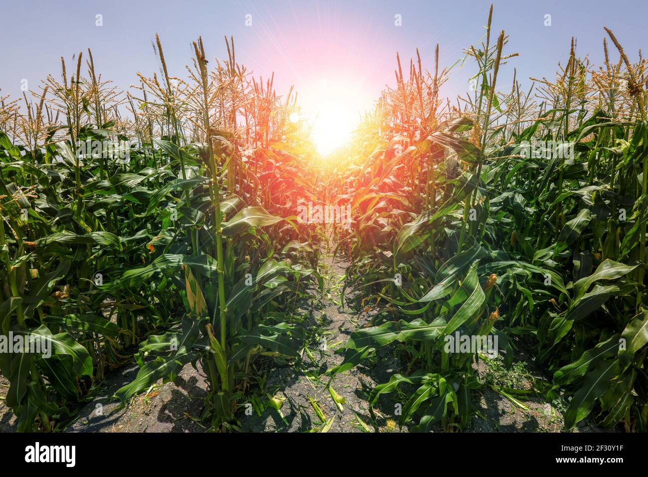 Maize Corn agriculture field. Cob Corn field Stock Photo - Alamy