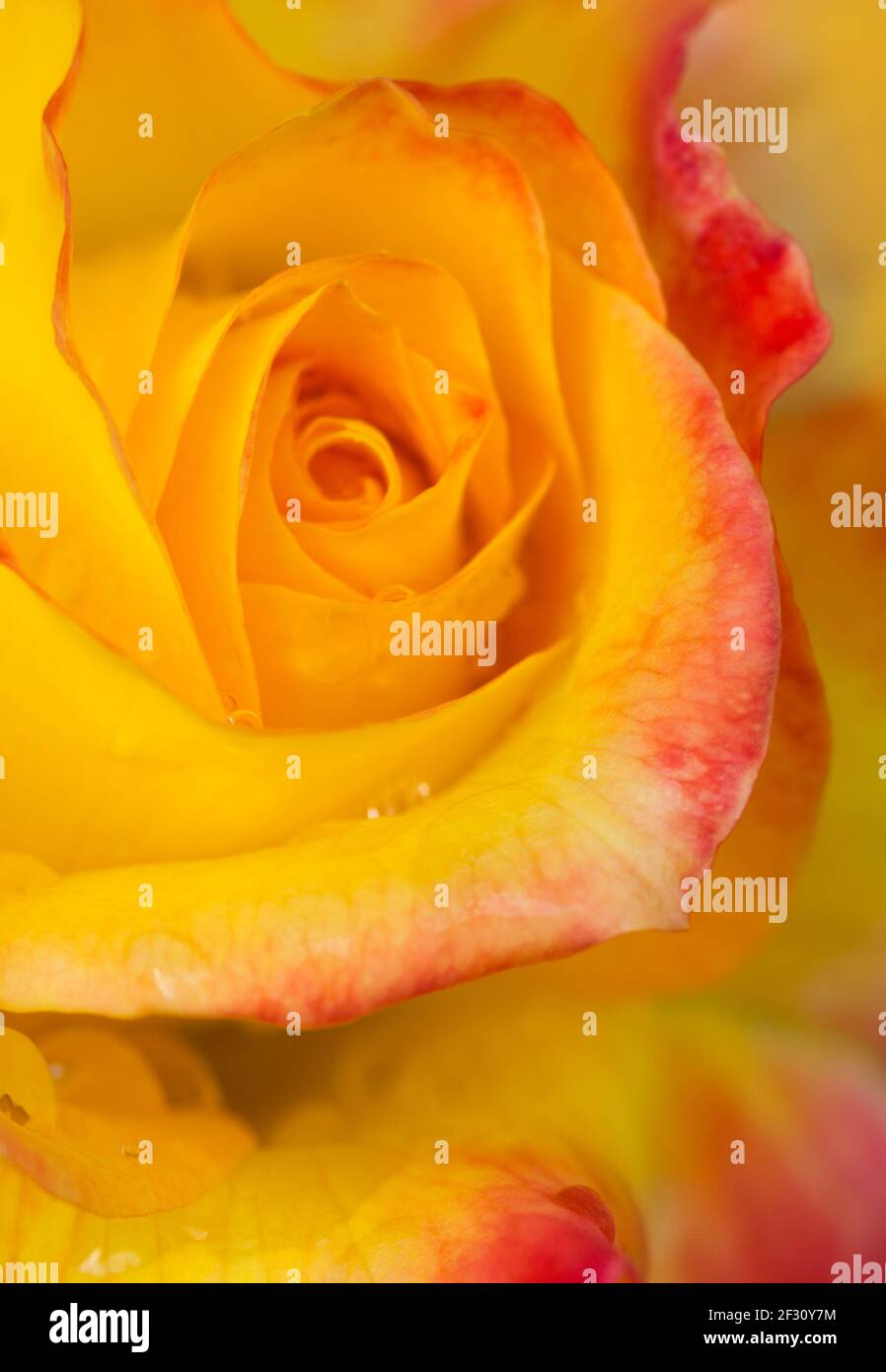 Yellow Water Rose High Resolution Stock Photography and Images - Alamy