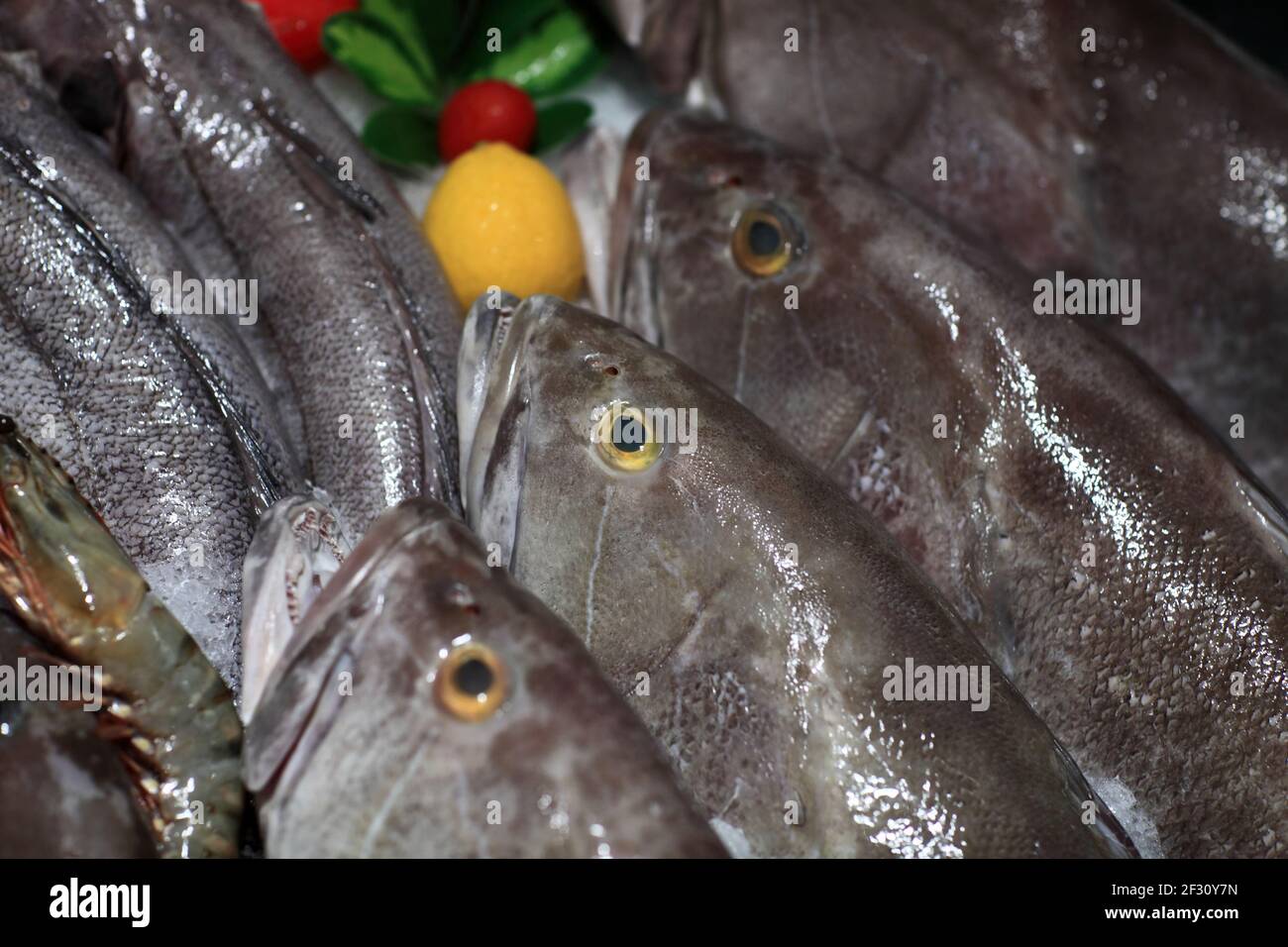 Fresh bluefishes on the ice at the market Stock Photo - Alamy