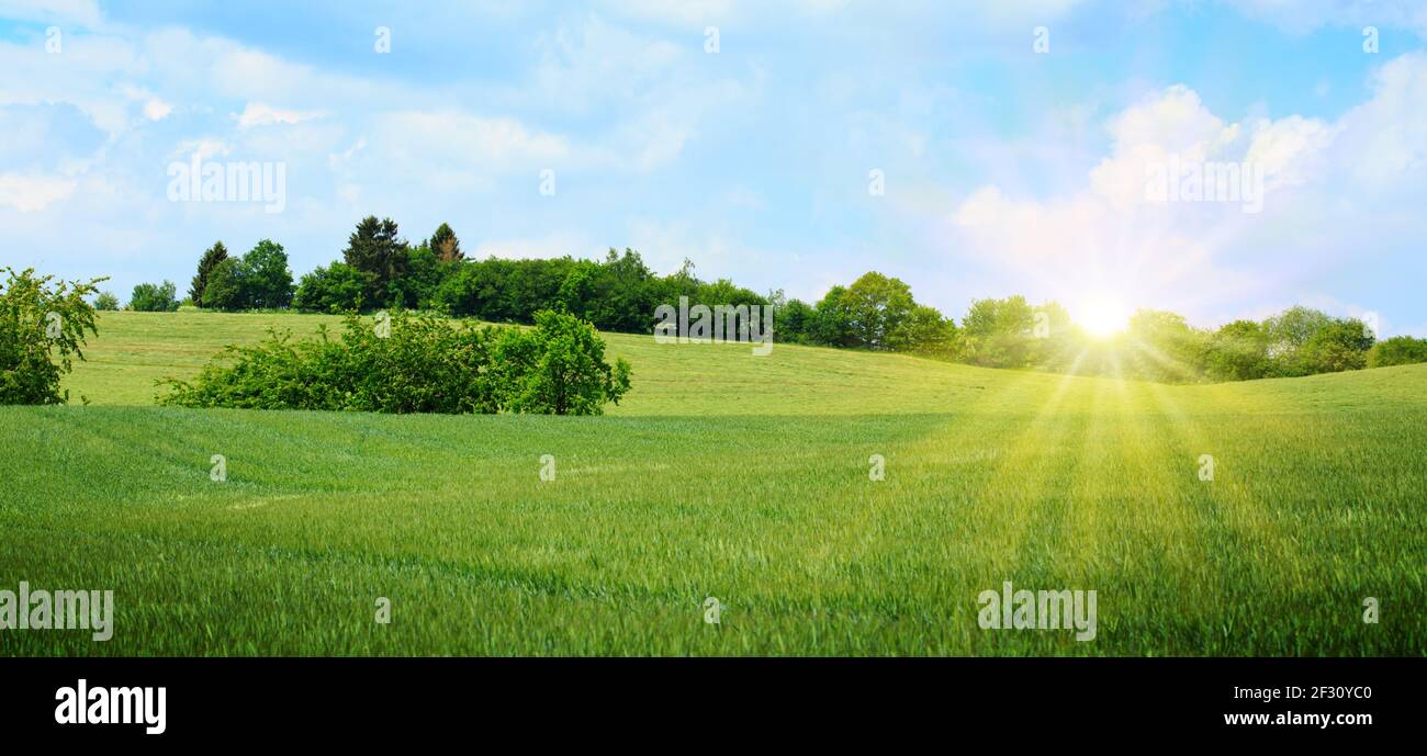 Spring landscape with flowers meadow in the sunlight Stock Photo - Alamy
