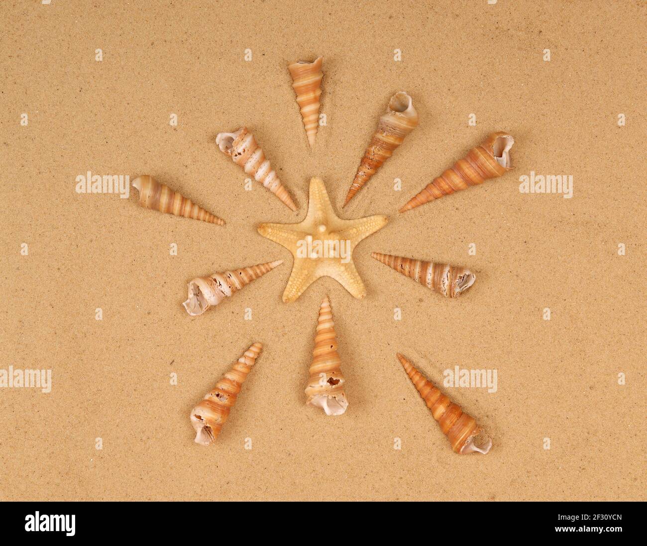 Large starfish and seashells on the sand, Studio shot Stock Photo - Alamy