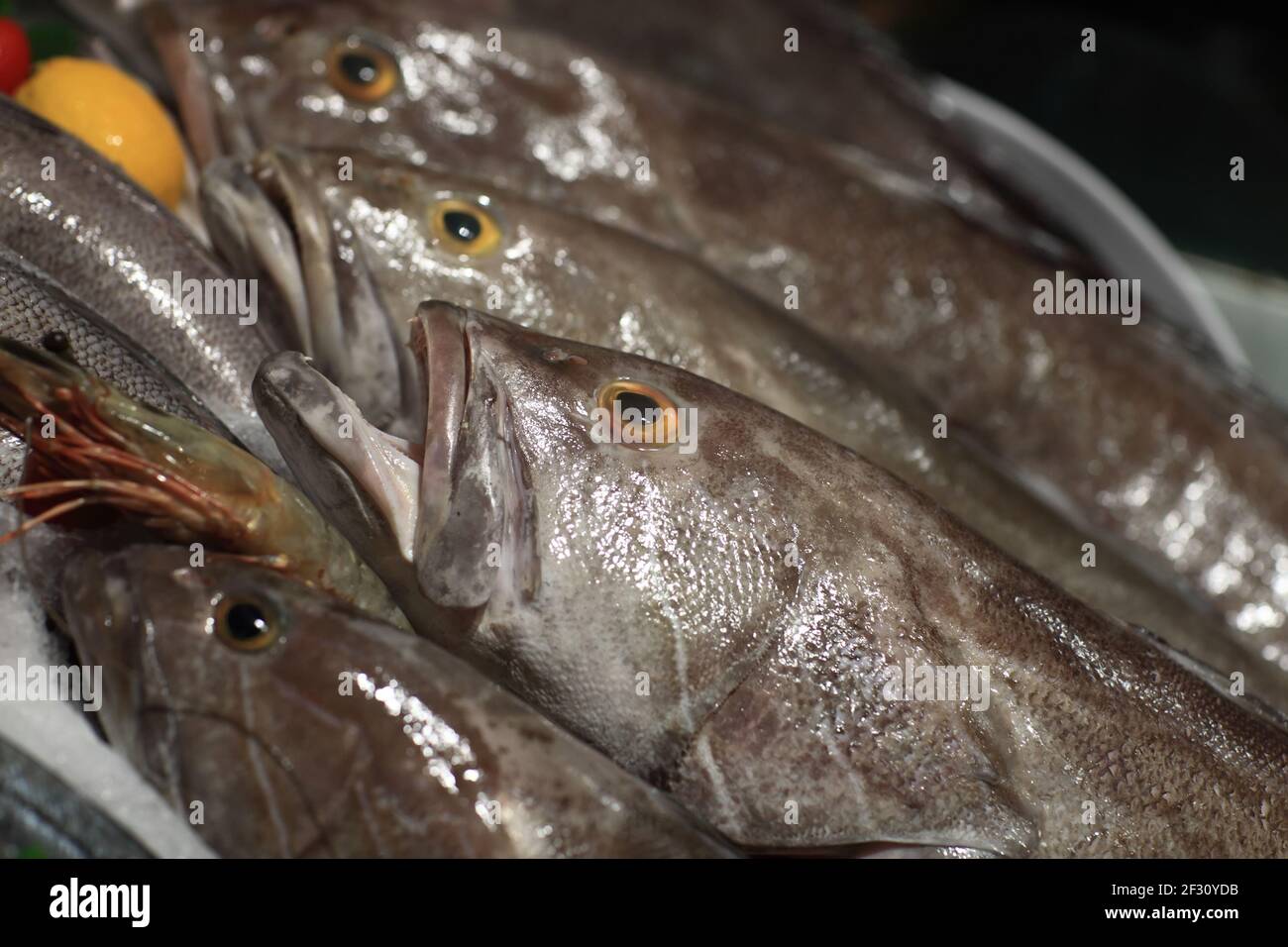 Bluefishes hi-res stock photography and images - Alamy