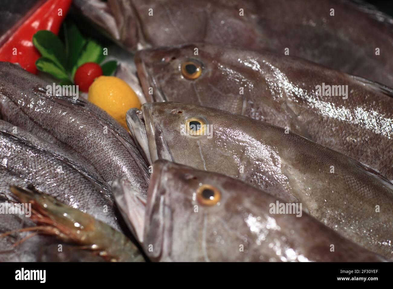 Bluefishes hi-res stock photography and images - Alamy