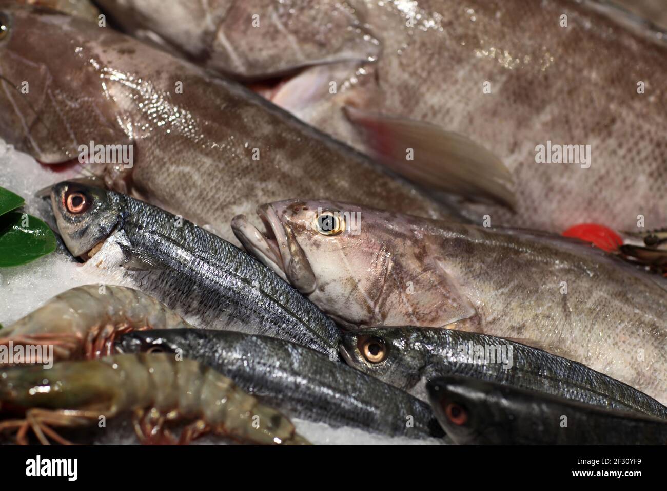 Bluefishes hi-res stock photography and images - Alamy