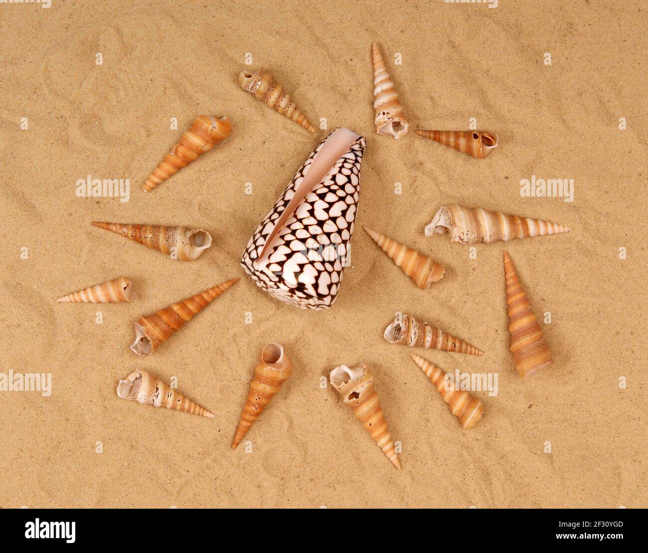 Large seashells on the sand, Studio shot Stock Photo - Alamy