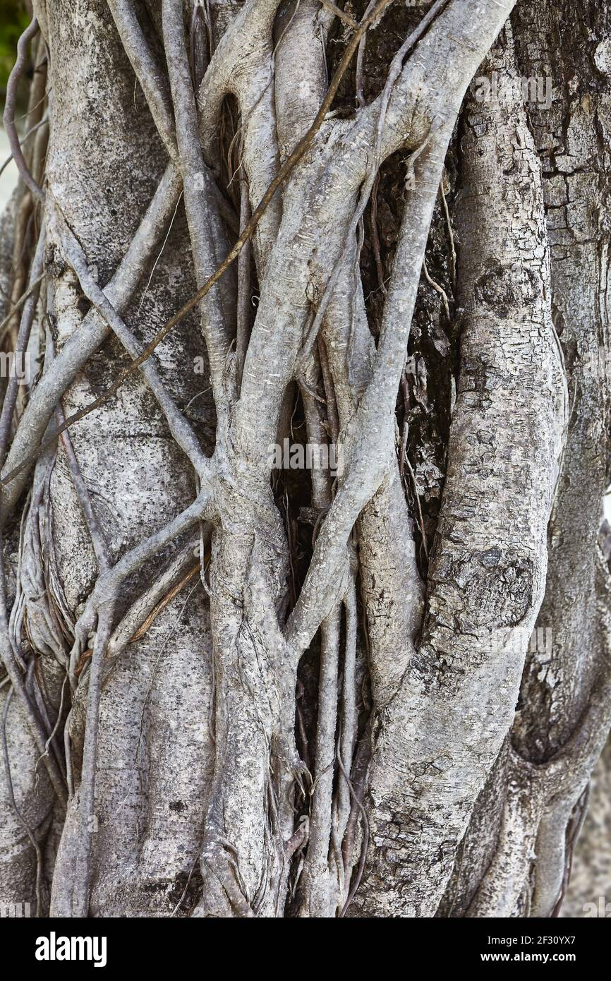Banyon roots hi-res stock photography and images - Alamy