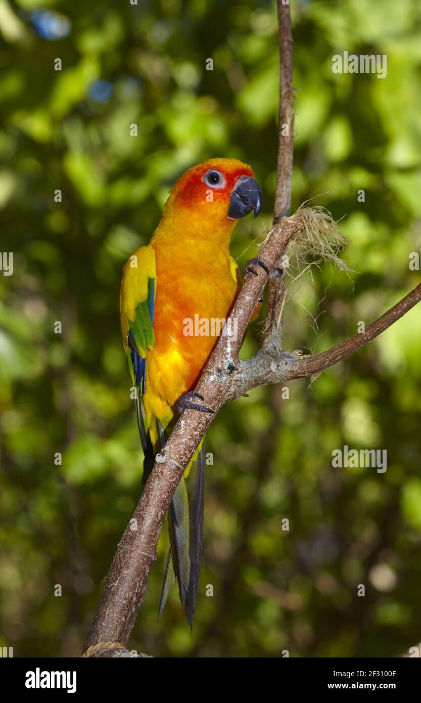 Blue bird variegated hi-res stock photography and images - Alamy