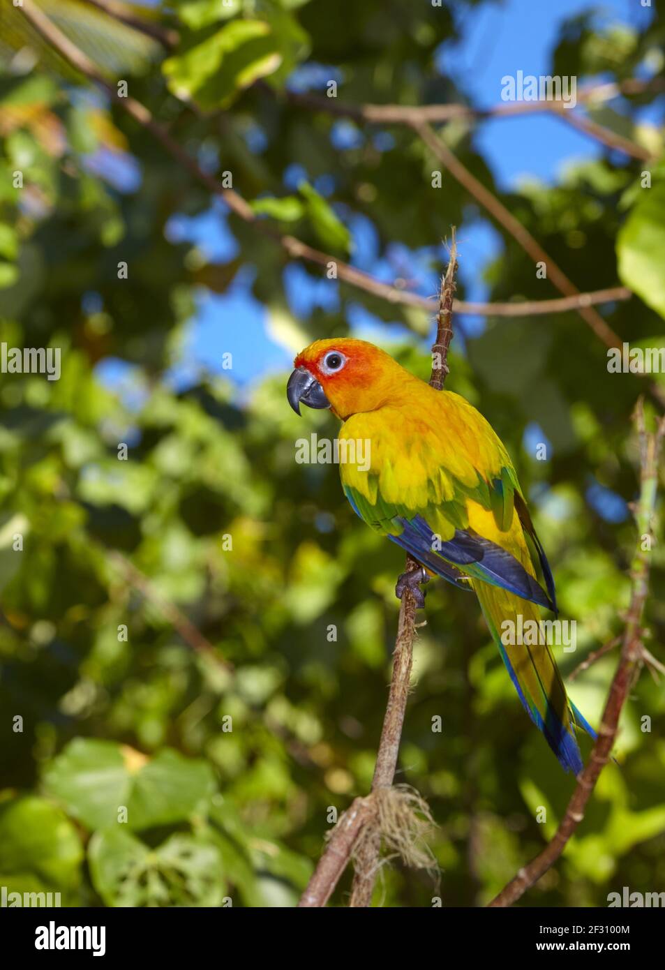 Red breasted parakeet hi-res stock photography and images - Alamy
