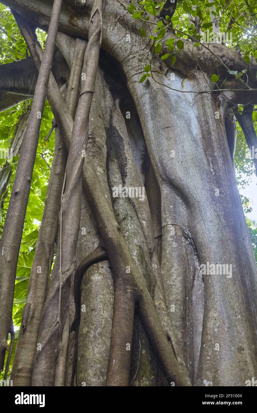 Shot of a huge old banyon tree in the Maldives Stock Photo - Alamy
