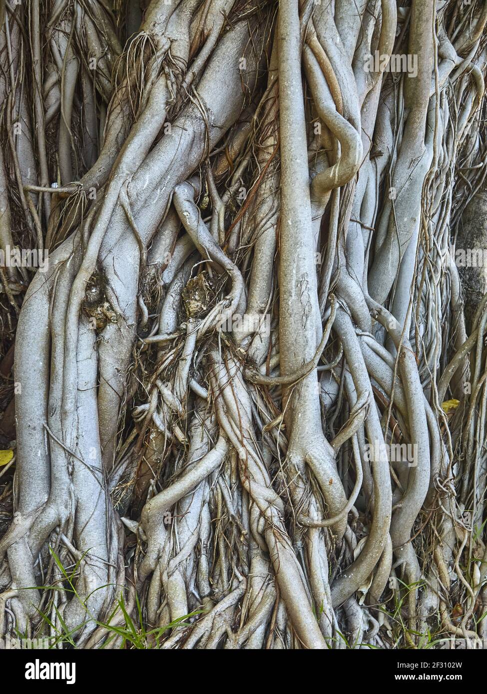 Banyon forest hi-res stock photography and images - Alamy