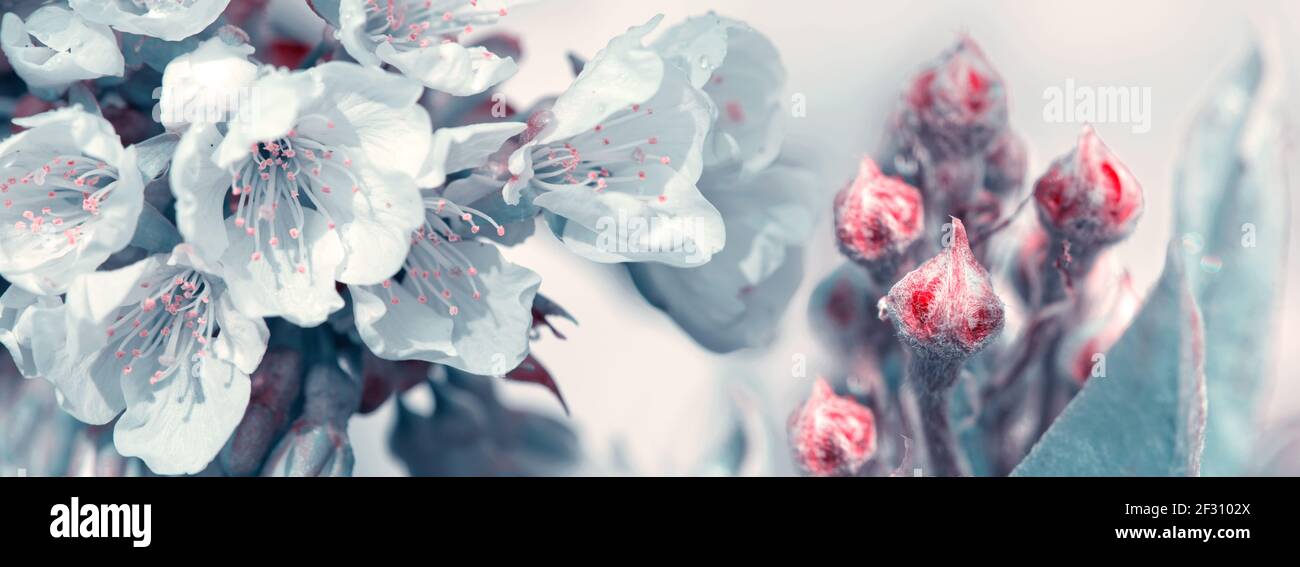 Flowering cherry isolated on blue .Spring background Stock Photo - Alamy