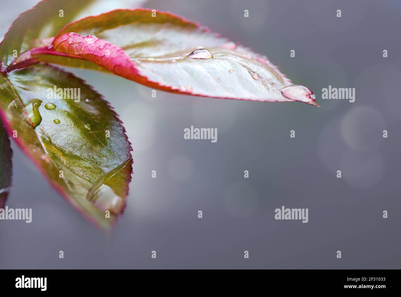 Rose rain water hi-res stock photography and images - Alamy